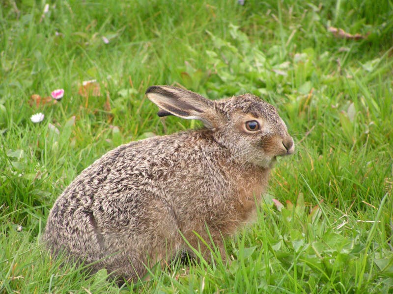Lebre do bebê foto de stock. Imagem de mola, animal, nave - 125632