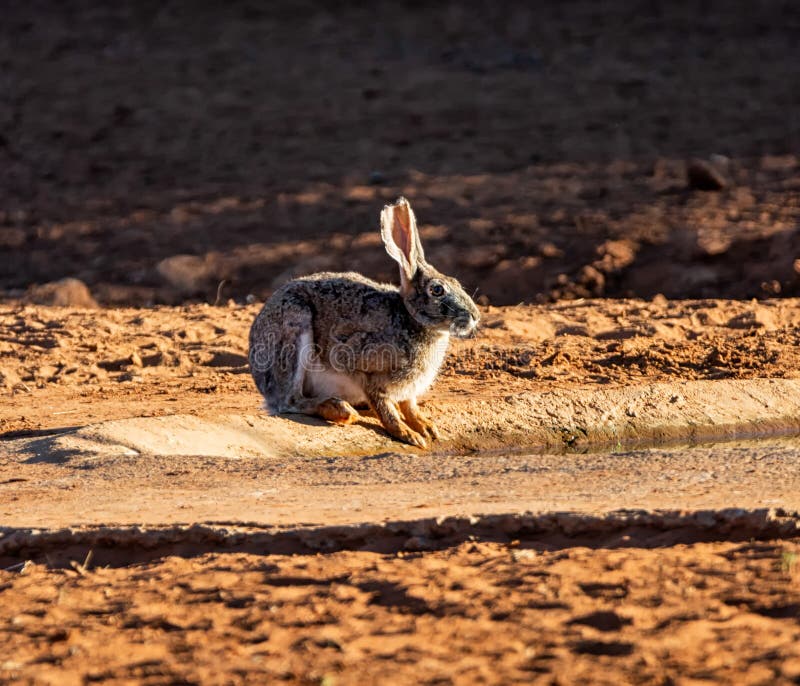 Lebre, Savana (victoriae Do Lepus) Imagem de Stock - Imagem de africano ...