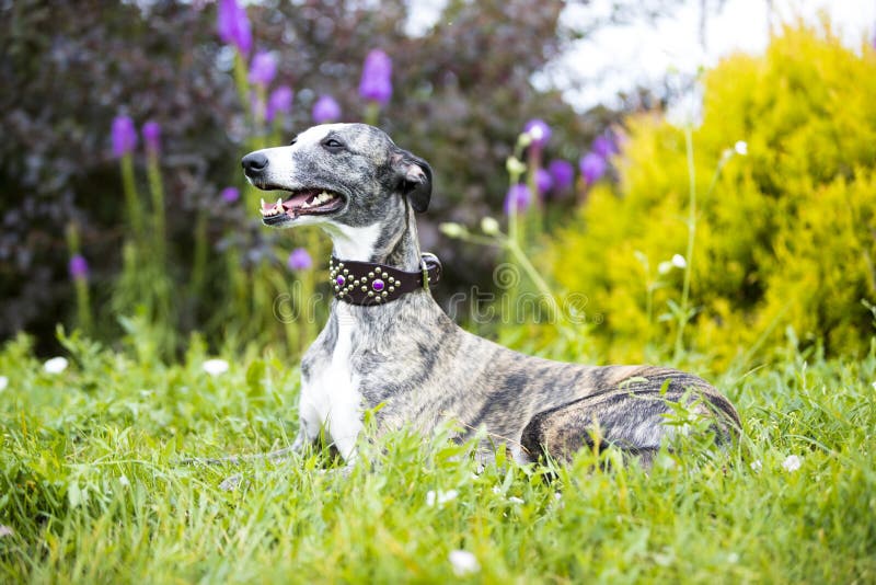 Lebrel en la hierba imagen de archivo. Imagen de sano - 99075043