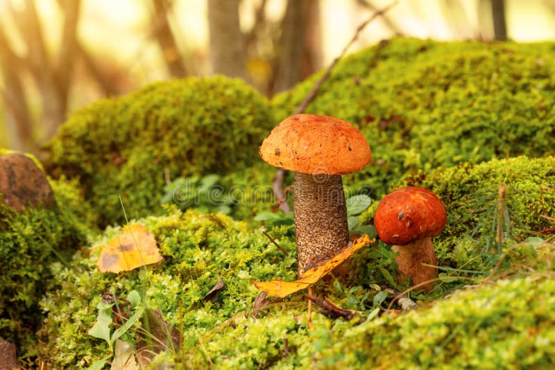 Leccinum Aurantiacum Oder Raustemmierte Bolete Pilze Die Im Wald