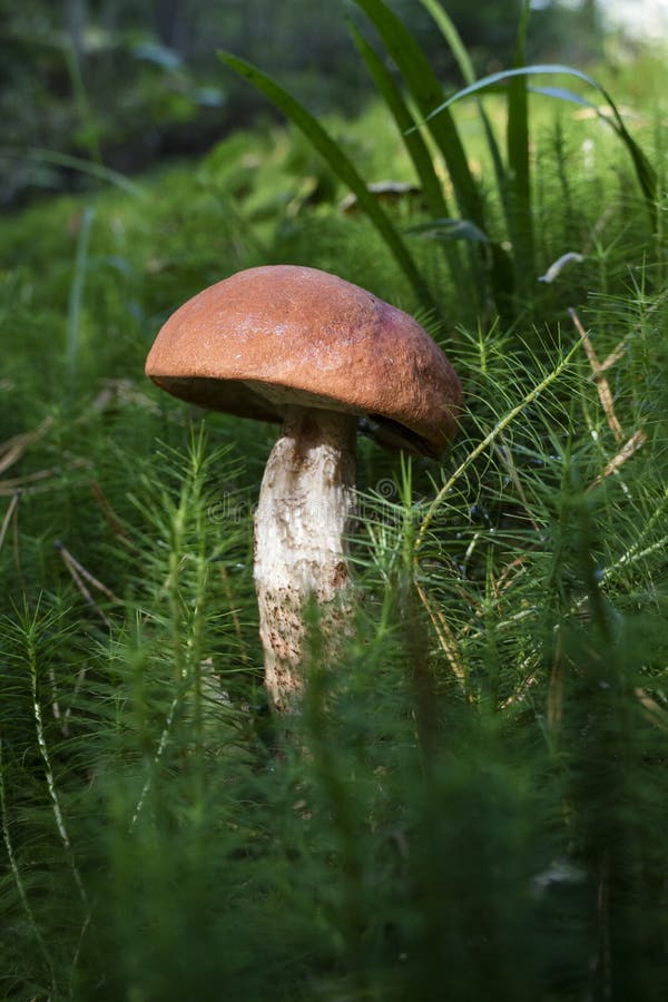 Leccinum mushroom stock image. Image of mushroom, biology - 81832435