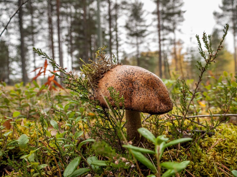 Leccinum mushroom stock photo. Image of food, brown, fungi - 45394670
