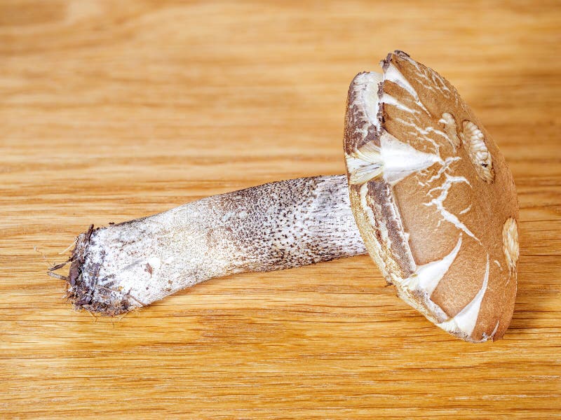 Nibbled Mushroom Stock Photos - Free & Royalty-Free Stock Photos from ...