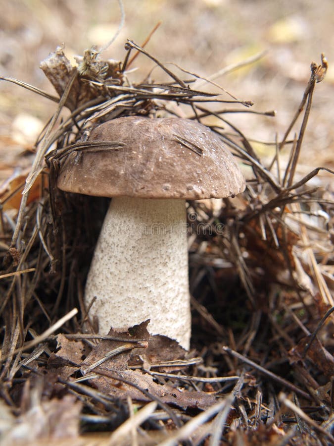 Leccinum Scabrum Buen Hongo Imagen de archivo - Imagen de invertebrado ...