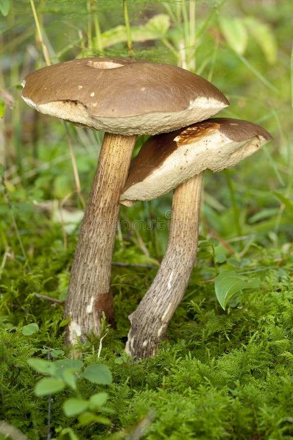 Leccinum scabrum stock image. Image of ground, scaber - 45434171
