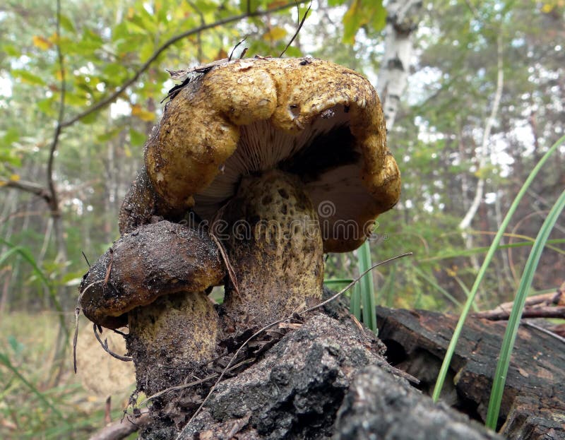 El Feo Lactarius Turpis Es Un Hongo Venenoso Imagen de archivo - Imagen ...