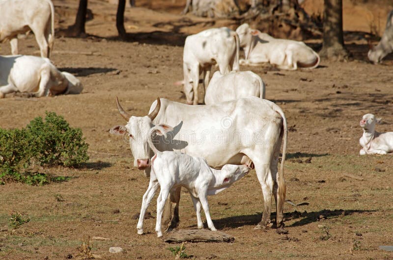 Leche De Consumo De La Vaca Joven Foto de archivo - Imagen de vaca ...