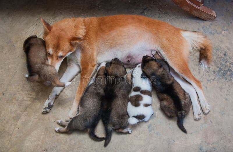 Leche De Consumo De Los Perritos De Su Perro De La Madre Foto de ...