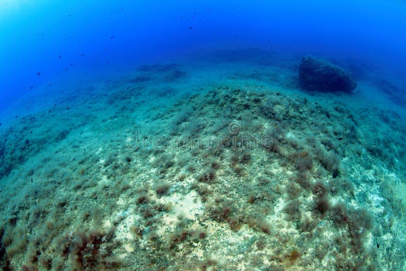 Lecho marino de Majorca foto de archivo. Imagen de seafloor - 39110302