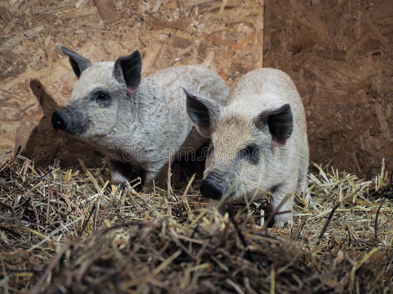 Cerdos De La Raza Del Mangalica Imagen de archivo - Imagen de campo ...