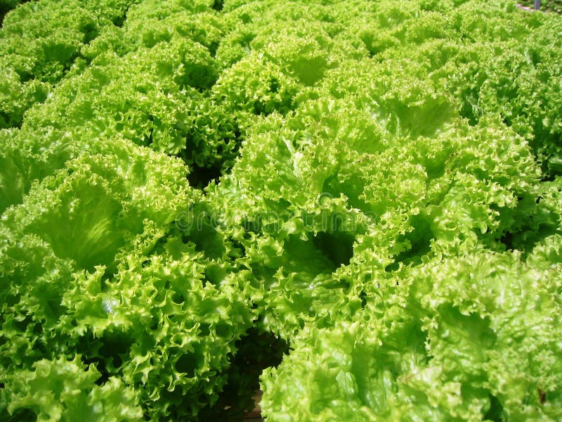 Lechuga foto de archivo. Imagen de campo, granja, cubo - 12652638