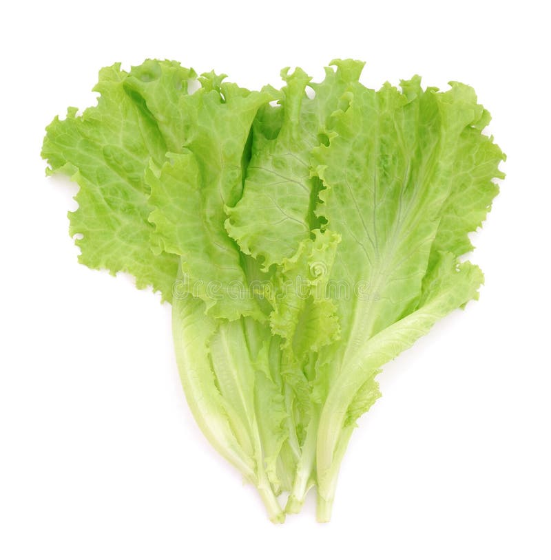 Lechuga italiana imagen de archivo. Imagen de coma, verde - 4115195