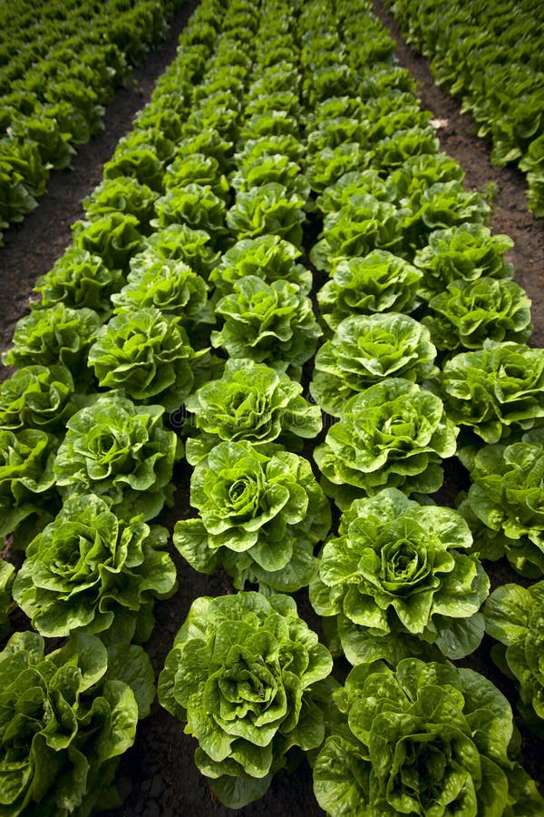 Lechuga foto de archivo. Imagen de cosecha, mercado, lechuga - 20254226