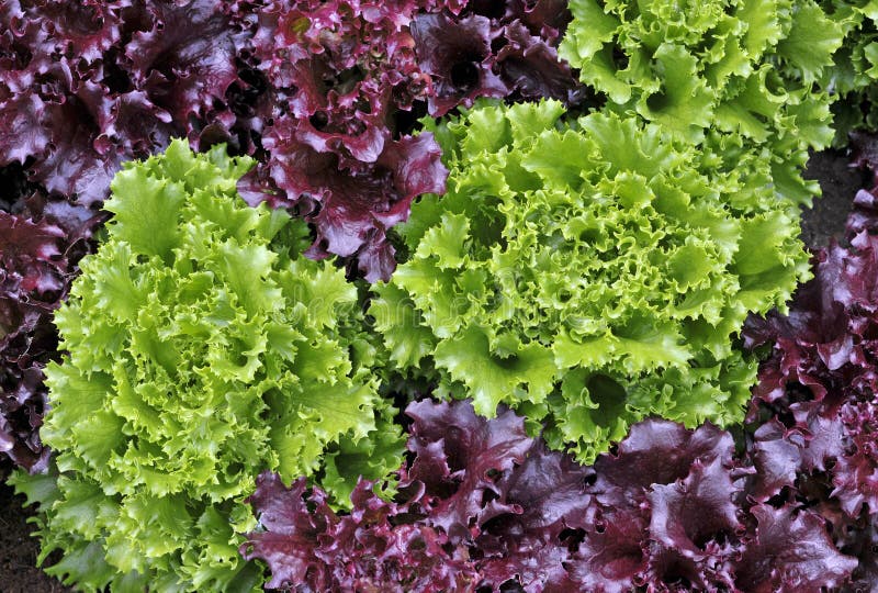 743,738 Lechuga Roja Fotos de stock - Fotos libres de regalías de ...