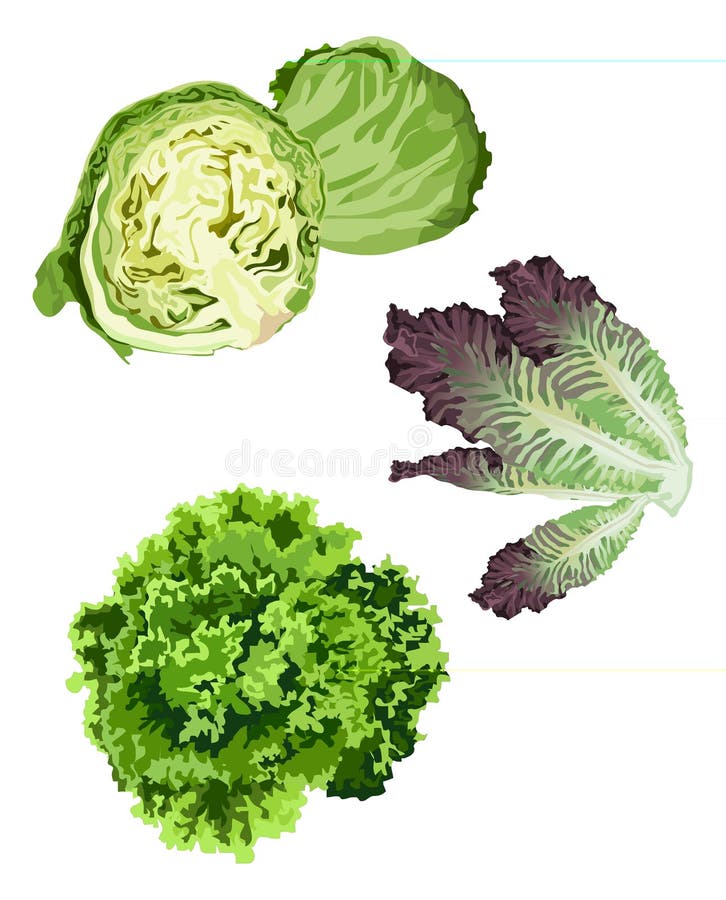 Lechuga Ilustraciones Stock, Vectores, Y Clipart – (42,742 ...
