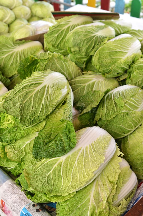 7,542 Lechuga China Fotos - Libres de Derechos y Gratuitas de Dreamstime