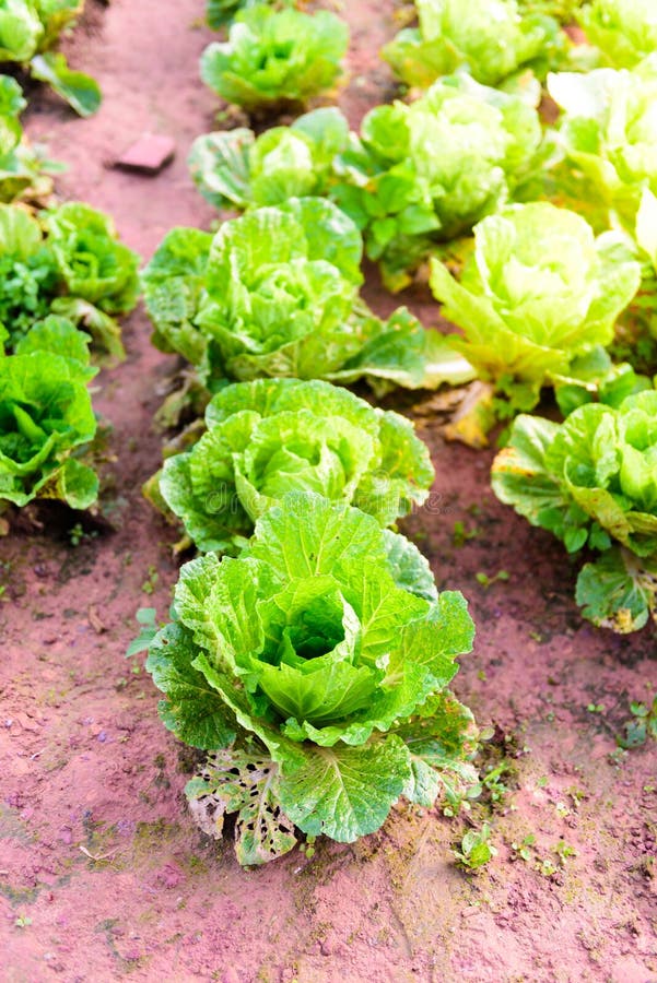 Campo De La Col De China En Vida Rural En El Tubberk De Phu Foto de ...