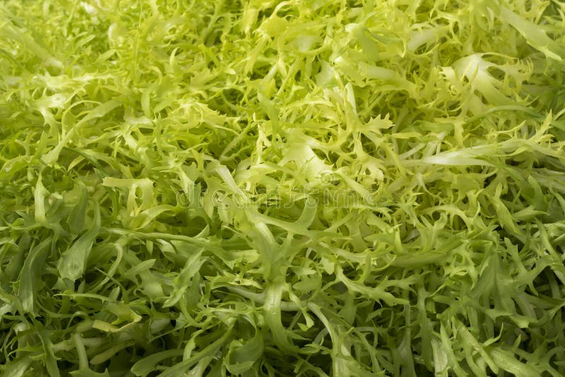 Ensalada De La Lechuga De Frisee Con Los Tomates Secados Al Sol Foto de ...