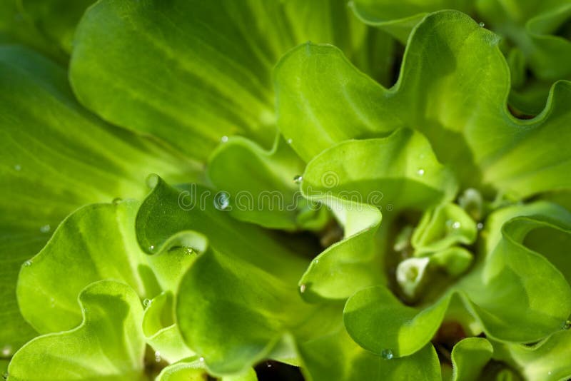 Lechuga de agua foto de archivo. Imagen de macro, lechuga - 17118752
