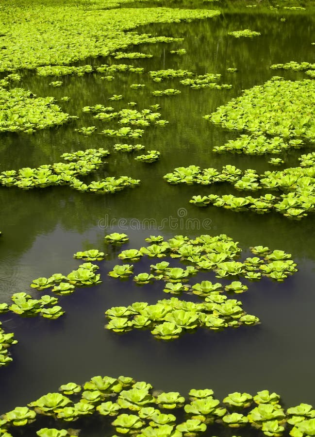 Lechuga de agua imagen de archivo. Imagen de flor, aislado - 50237591