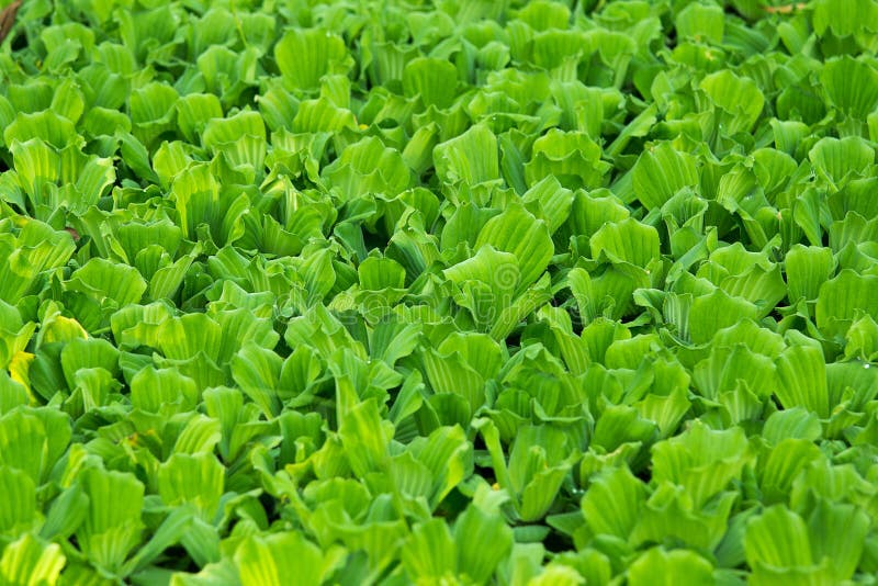 Lechuga de agua imagen de archivo. Imagen de verde, agua - 34636185