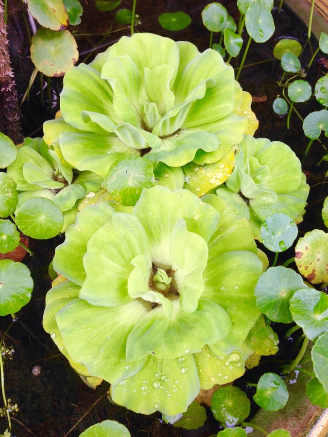 Lechuga de agua imagen de archivo. Imagen de flora, verde - 50237591