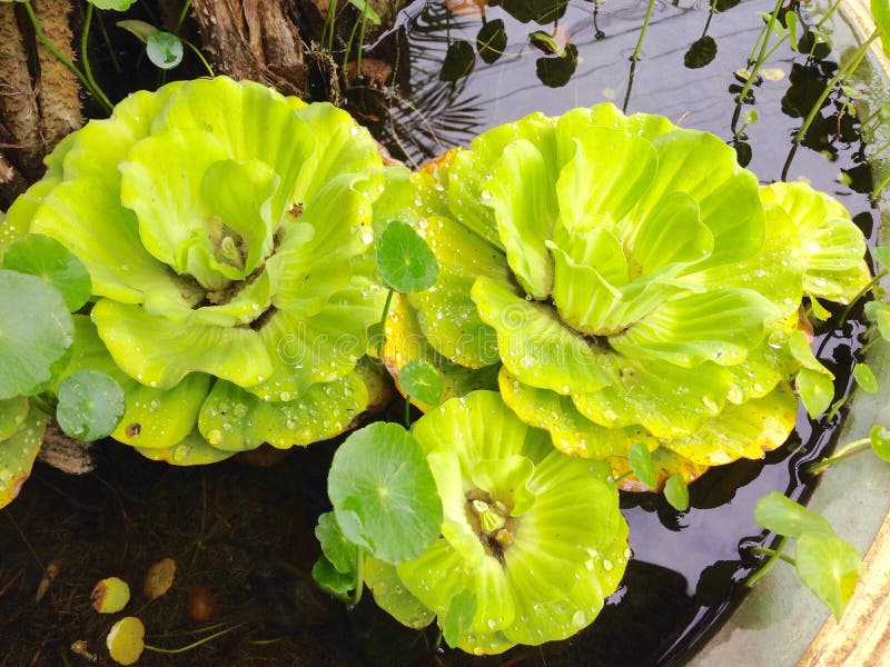 Lechuga de agua foto de archivo. Imagen de aroma, familia - 56947374