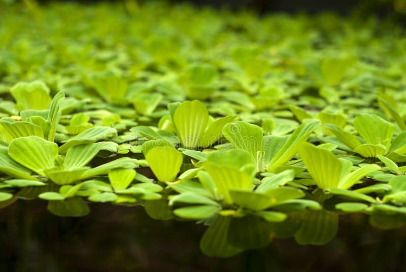 Lechuga De Agua - Acuática Y Plantas Del Humedal Imagen de archivo ...