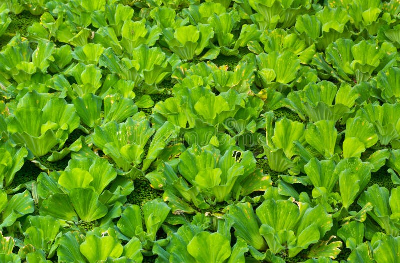 Lechuga De Agua, Pistia Imagen. Imagen: 19269684