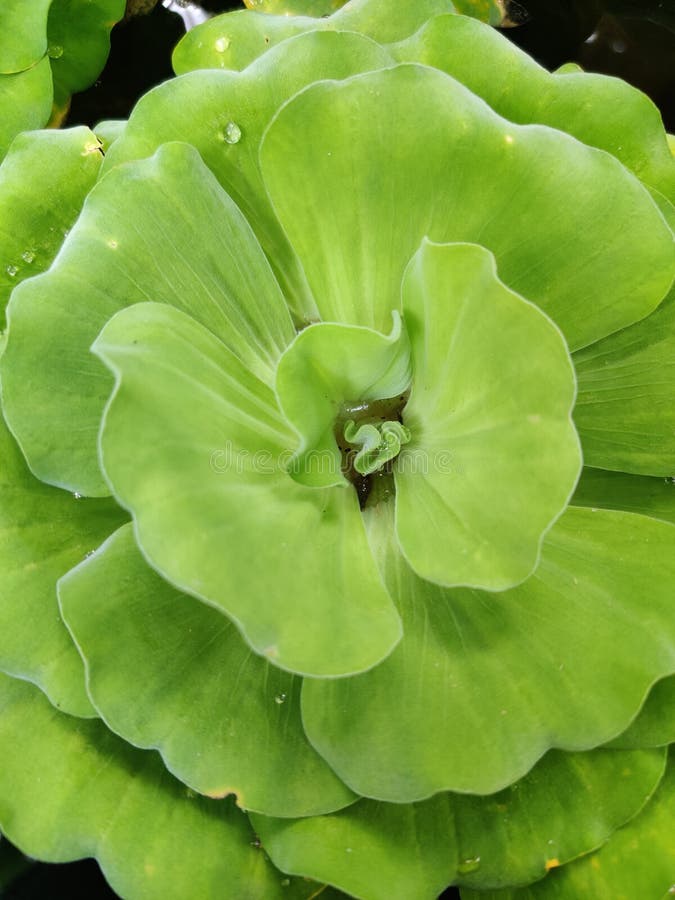 Lechuga de agua de pistia imagen de archivo. Imagen de amarillo - 255321071