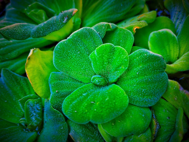 Lechuga De Agua Verde O Planta De Repollo En El Agua Imagen de archivo ...