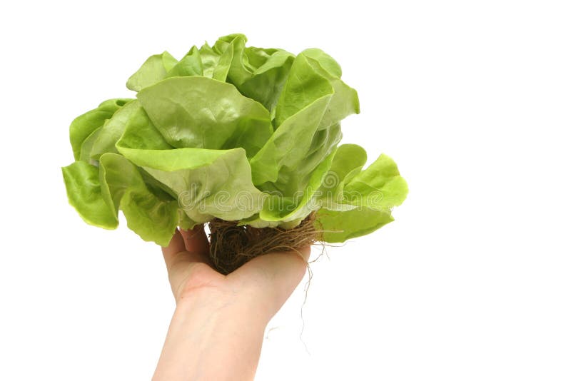 Lechuga de Boston imagen de archivo. Imagen de vitamina - 2373203