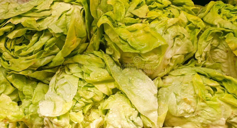 Lechuga de Boston imagen de archivo. Imagen de mantequilla - 2373203