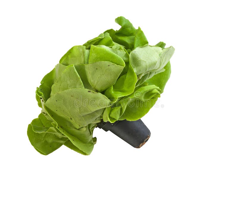 Lechuga De Boston Producida Invernadero Imagen de archivo - Imagen de ...