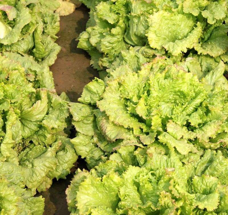 Lechuga de Butterhead imagen de archivo. Imagen de externo - 39149137