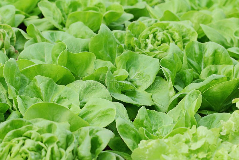 Lechuga de Butterhead foto de archivo. Imagen de planta - 49994320
