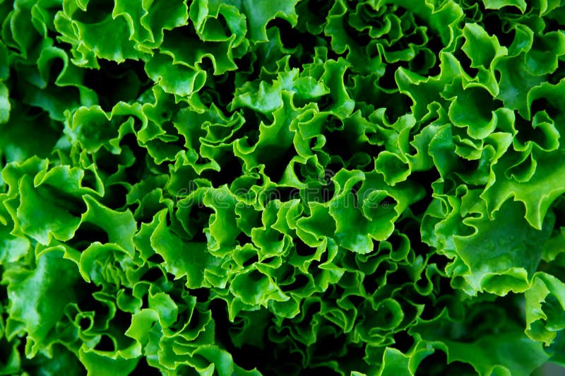 Lechuga de hoja rizada imagen de archivo. Imagen de color - 14425039