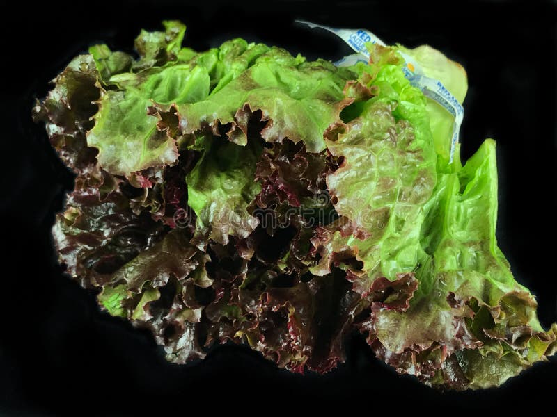 Lechuga de hoja roja imagen de archivo. Imagen de hoja - 15585911