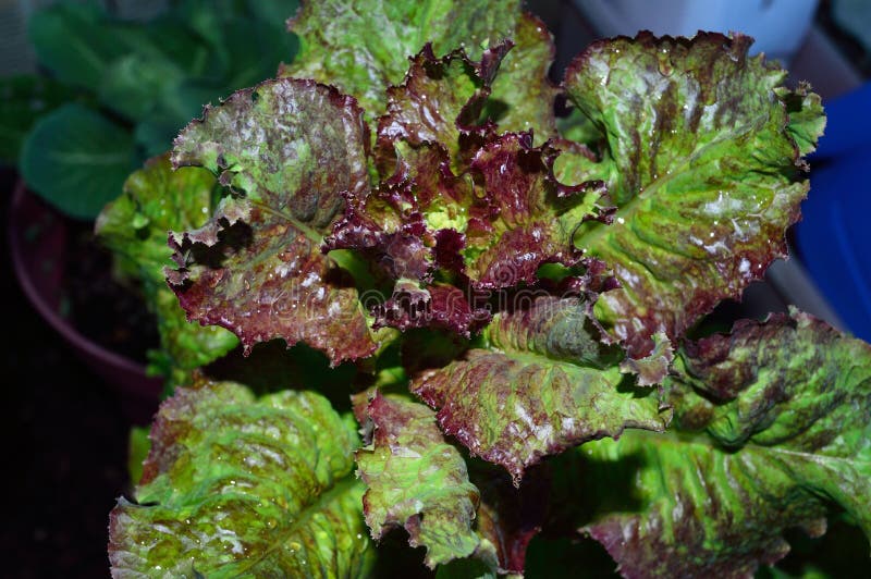 Lechuga de hoja rizada imagen de archivo. Imagen de fresco - 14425039