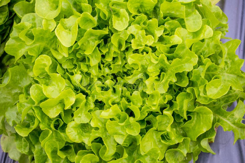 Lechuga De Oakleaf, Lechuga Acanalada Foto de archivo - Imagen de sano ...