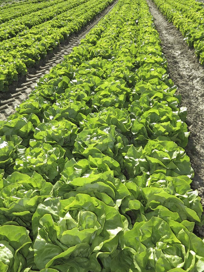 Lechuga en el campo foto de archivo. Imagen de ingrediente - 24703704