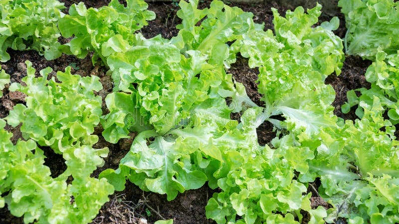 Lechuga en el huerto imagen de archivo. Imagen de exterior - 184877661