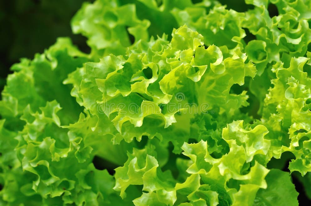 Lechuga en jardín foto de archivo. Imagen de fresco, lechuga - 15682402