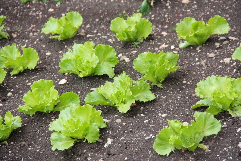 Lechuga En Un Huerto Casero Foto de archivo - Imagen de exterior ...
