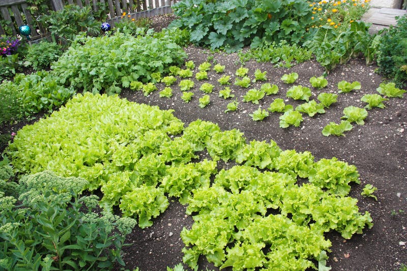 Lechuga En Un Huerto Casero Imagen de archivo - Imagen de ensalada ...