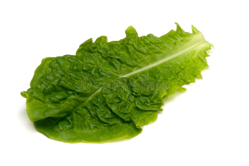 Lechuga coreana imagen de archivo. Imagen de alimento - 84931973