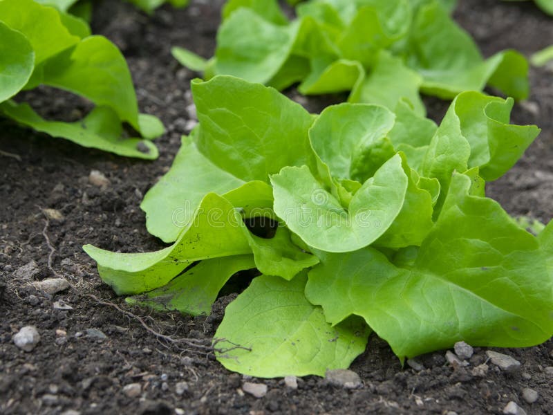Lechuga Lactuca Sativa Hojas De Lechuga Fresca Foto de archivo - Imagen ...