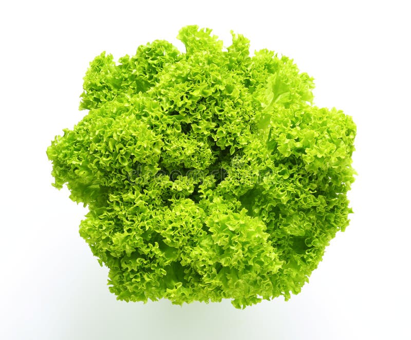 Lechuga Lollo Bionda foto de archivo. Imagen de estudio - 44038134