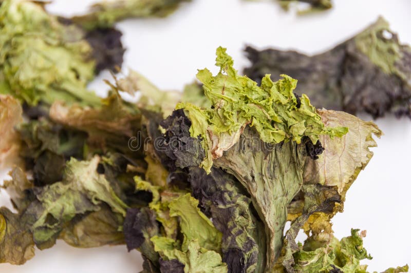 Lechuga Putrefacta Aislada En El Fondo Blanco Foto de archivo - Imagen ...