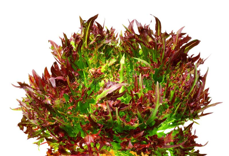 Lechuga rizada imagen de archivo. Imagen de campo, almuerzo - 61798577